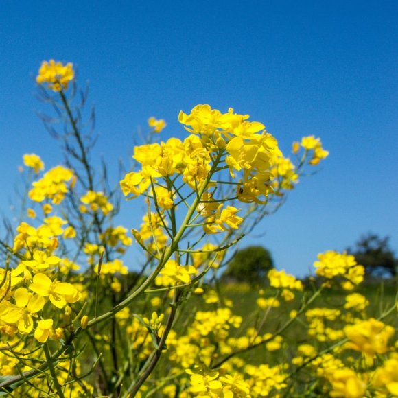 What to Do in Northern California in February: 13 Fun Ideas