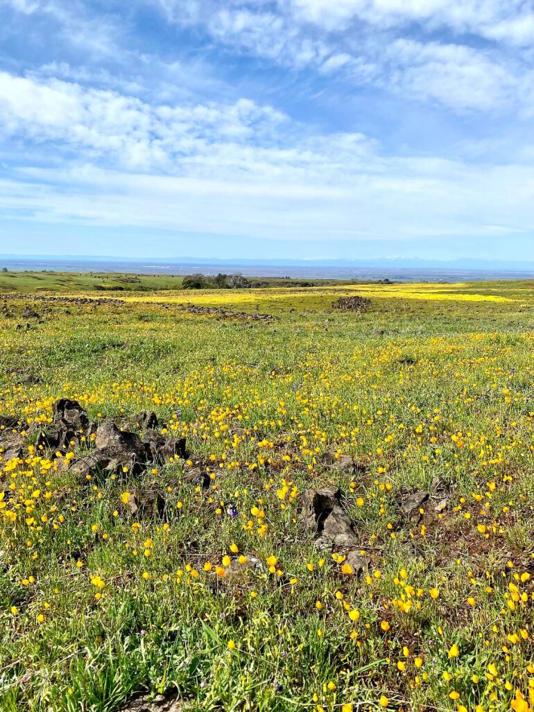North Table Mountain Ecological Reserve: Stunning wildflower hike