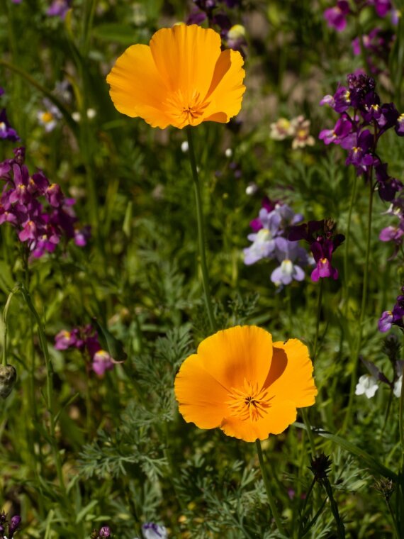 North Table Mountain Ecological Reserve: Stunning wildflower hike